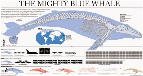 Discover The Fascinating Anatomy Of Blue Whales Qnfb