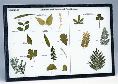 Advanced Leaf Classification Riker Mount Display Specimens