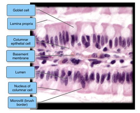 Simple Columnar Epithelium A Labeled Diagram And Functions