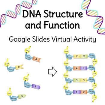 DNA Structure And Function Google Slides Virtual Activity TPT