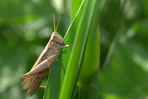 Free Images Nature Leaf Jump Wildlife Green Closeup Eat Fauna