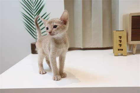 아비시니안알쏭