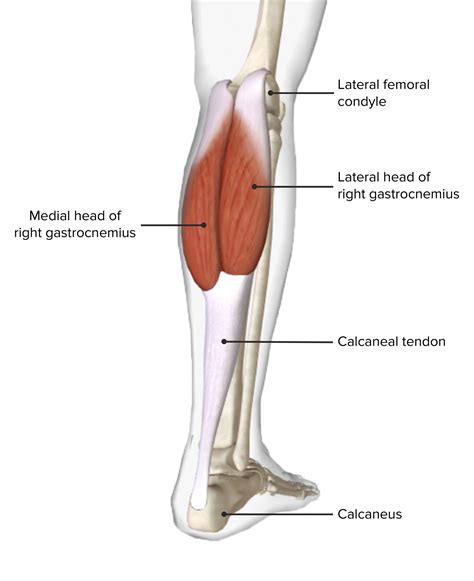 Popliteal Fossa Anatomy Concise Medical Knowledge