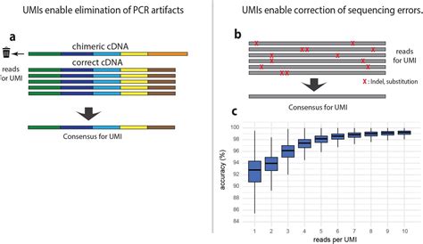 High Throughput Error Corrected Nanopore Single Cell Transcriptome