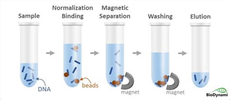 Dna Normalization Magnetic Beads 300ng 2000ng Input Ngs Libraries