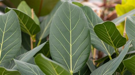 How To Plant Grow And Care For Ficus ‘audrey
