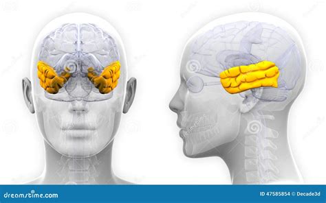 Temporal Lobe Of Human Brain Stock Photo CartoonDealer Com 231458502