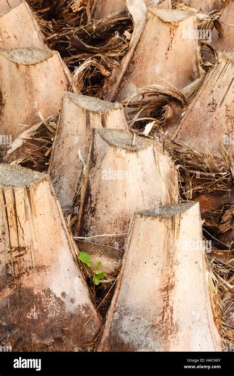 Date Tree Hi Res Stock Photography And Images Alamy