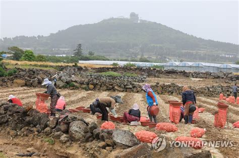 제주 마늘 출하 한창 연합뉴스