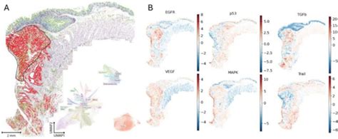 Introducing Whole Transcriptome Subcellular Spatial Imaging Reimagine
