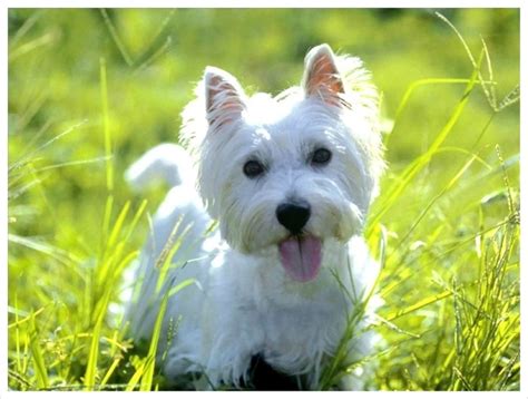 영국개영국강아지웨스트하일랜드화이트테리어 솜털처럼 귀여운 영국강아지 웨스트 하일랜드 화이트 테리어 네이버 블로그