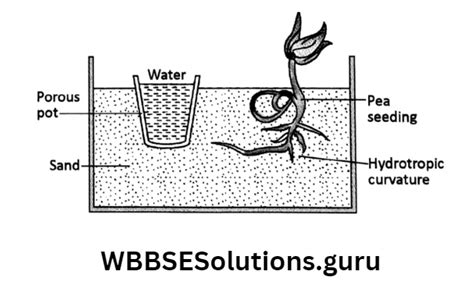 Wbbse Solutions For Class 10 Life Science Chapter 1 Sensitivity And Response In Plants Wbbse