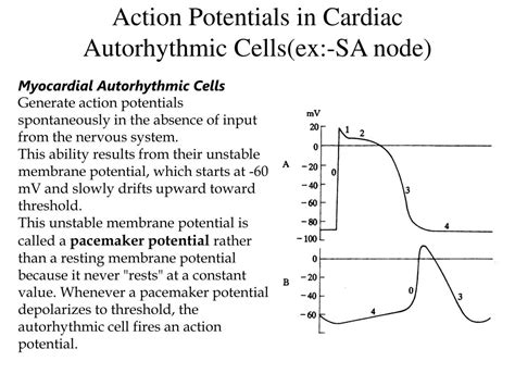 Ppt Cardiac Action Potential Powerpoint Presentation Free Download Id 2671566