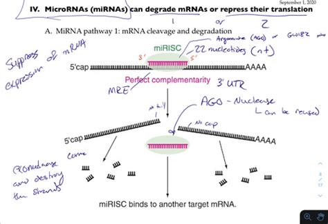 Non Coding Rnas Flashcards Quizlet