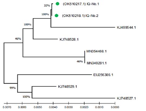 Phylogenetic Tree Analysis Based On Coxi Gene Partial Sequence In Download Scientific Diagram