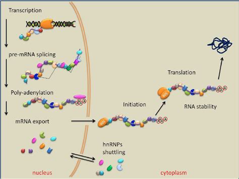 Rna Binding Protein