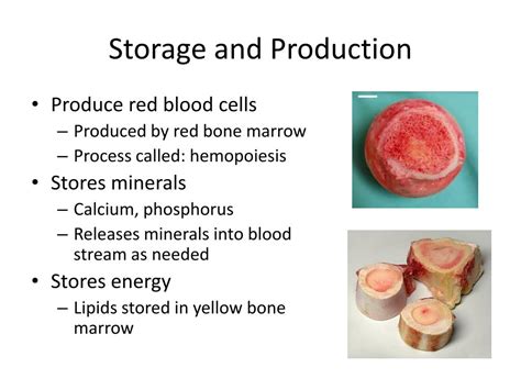 Ppt Functions And Structure Of Bones Powerpoint Presentation Free Download Id 1930309