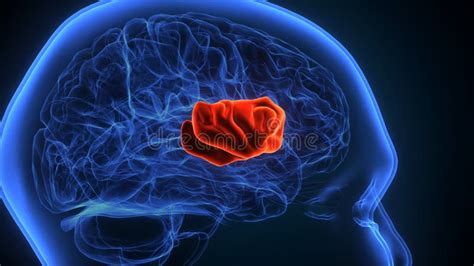 3d Illustration Of Human Brain Supramarginal Gyrus Anatomy Stock