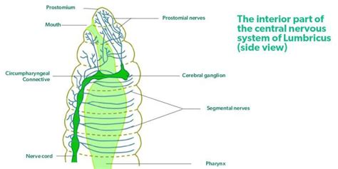 Earthworm Geeksforgeeks