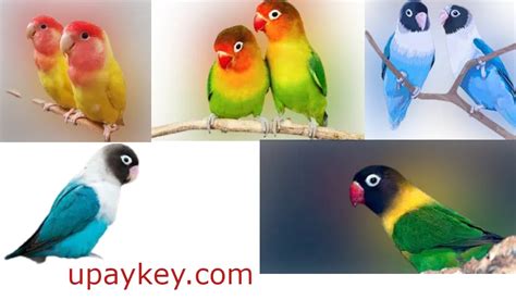লাভ বার্ড পাখি পালন পদ্ধতি লাভ বার্ড পাখির ছেলে মেয়ে চেনার উপায় Upaykey