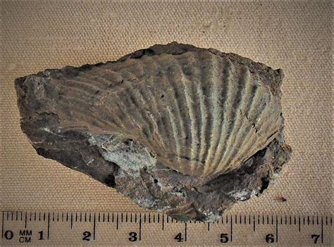 Monotis Sp Fossil Finds In New Zealand