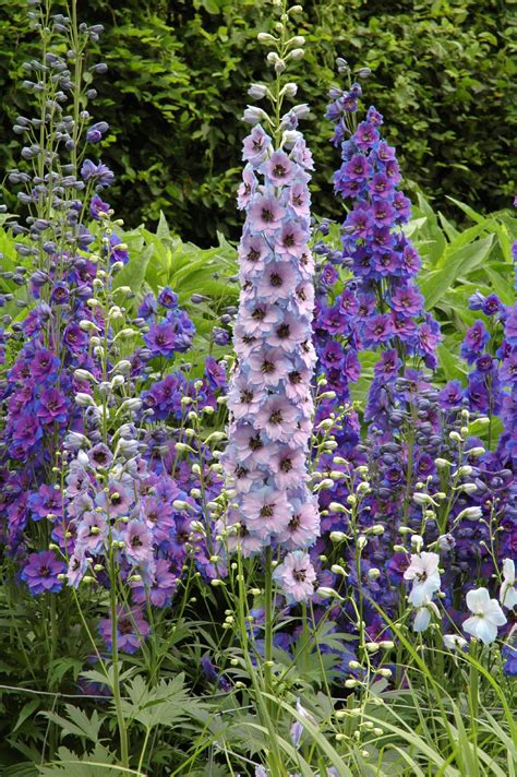 Care Of Delphinium Flowers Tips For Growing Delphinium Plants Artofit