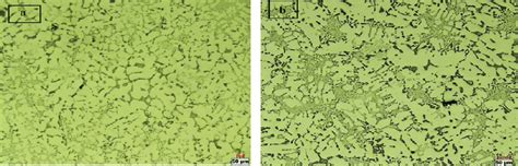Optical Micrographs Showing The Dendrite Structure Of A Top Region Of Download Scientific