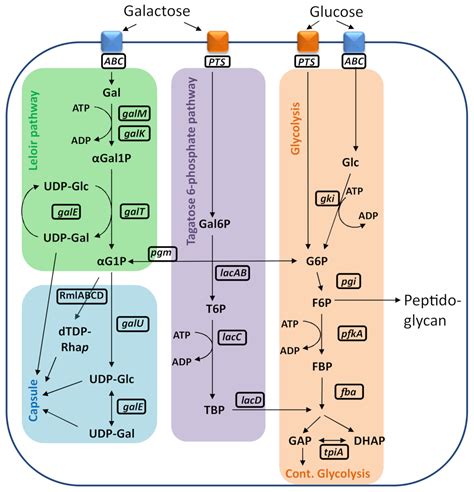 Streptococcus Pneumoniae Diagram