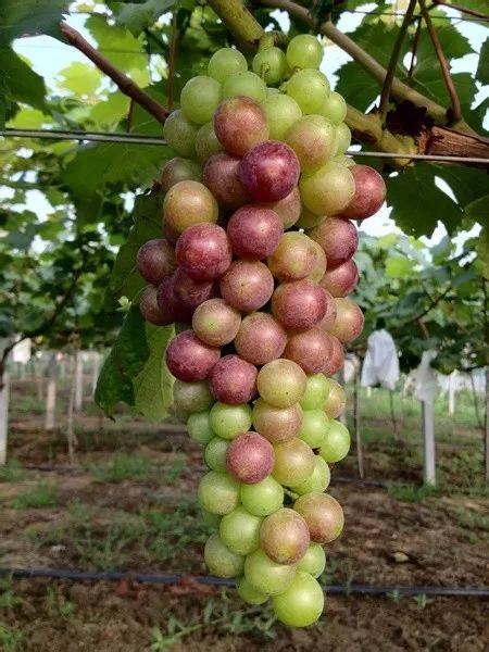赣南种植葡萄转色期管理五要点 防治 进行 着色