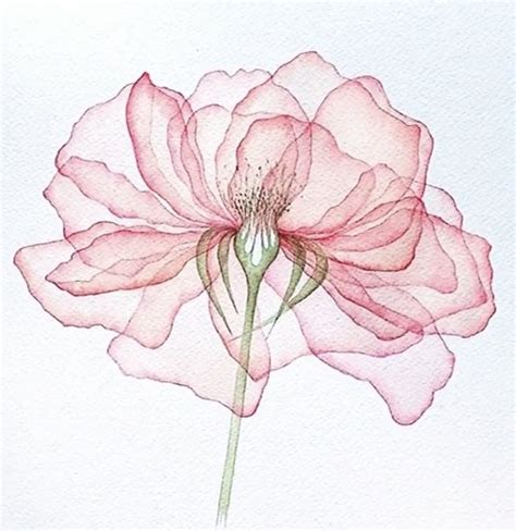 Pink Flower Drawing On White Paper