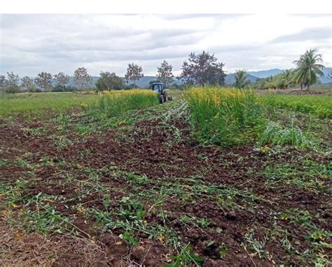 Figure 2 From Impact Of Green Manuring And Nitrogen Fertilization On Rice Cultivation A