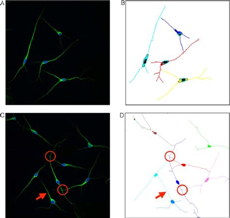 The Neurite Tracing Results Generated By Neuroncyto Ii For The Images Download Scientific