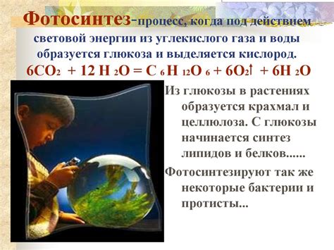 Основные принципы обмена веществ презентация онлайн