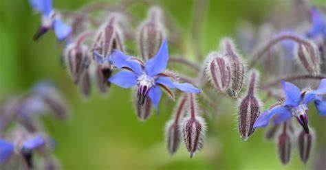 Why Every Garden Needs To Have This Native Blue Flower The Garden