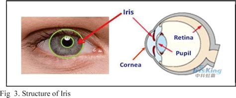 Figure 3 From Score Level Fusion Based Multimodal Biometric Identification Using Thepades