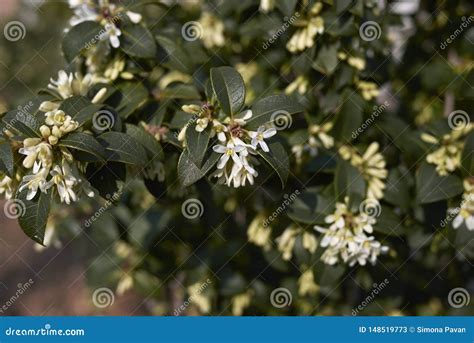 Burkwood Osmanthus Krzak W Kwiacie Obraz Stock Obraz Złożonej Z