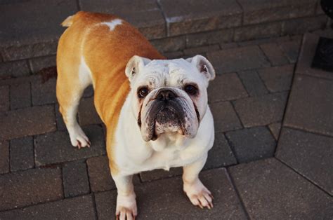 Kirby Sofiamaria Flickr