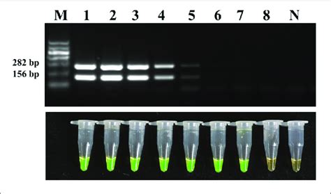 Detection Limit Of The Conventional Pcr And Lamp Method For The
