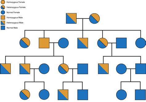 Can A Recessive Trait Be On The Y Chromosome What Is A Polygenic Trait And What Are Some