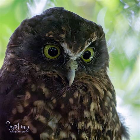 Right Place Right Time For A Ruru Encounter Digitalpix Nature Photography