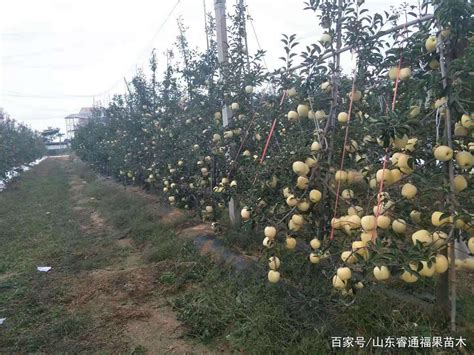 山东维纳斯黄金苹果苗百科ta说