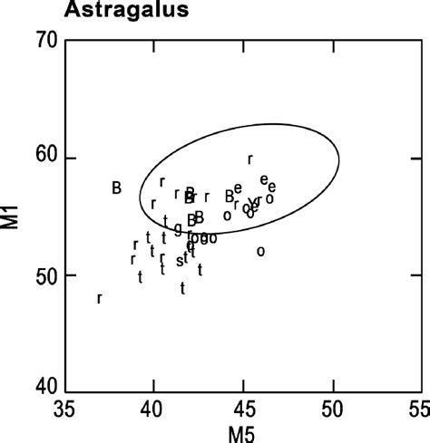 Bivariate Plot Of Astragalus Length M1 Versus Distal Articular Width
