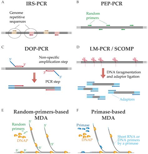 Dna Polymerases For Whole Genome Amplification Considerations And