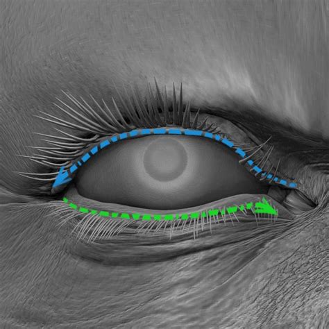 Insert Multi Mesh Repository Page Zbrush Zbrush Tutorial Anatomy Reference