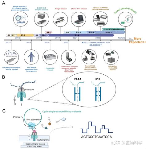 中国农科院基因组所刘永鑫团队综述纳米孔测序技术进展 知乎