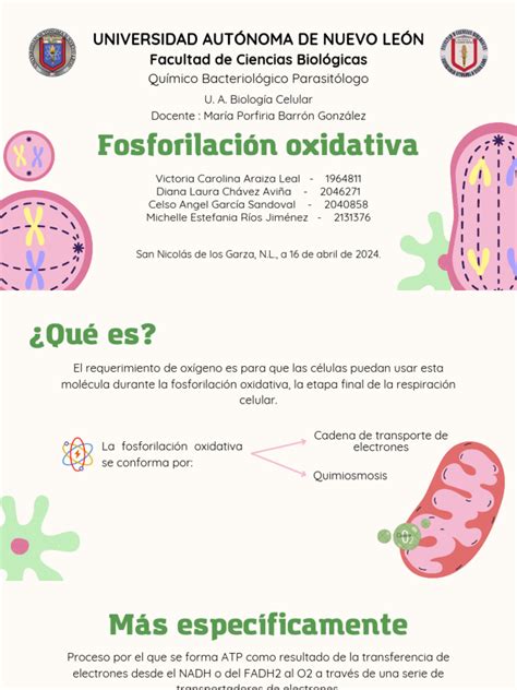 Fosforilación Oxidativa Pdf Trifosfato De Adenosina Mitocondria