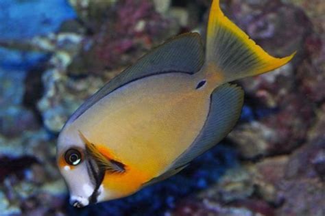 7 Small Tangs For Your Nano Reef Tank Reef Tank Advisor
