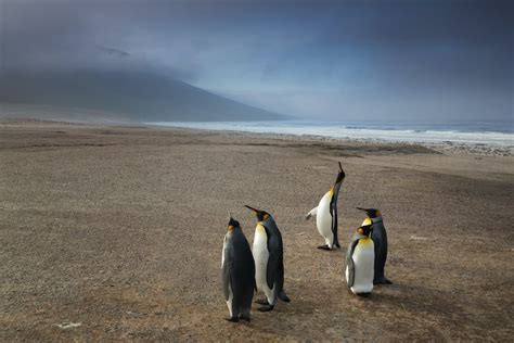 Bucket List The Complete Guide To Seeing Wildlife In The Falkland