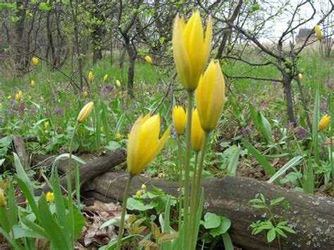 Лесные тюльпаны желтый и коричневый как называются классификация