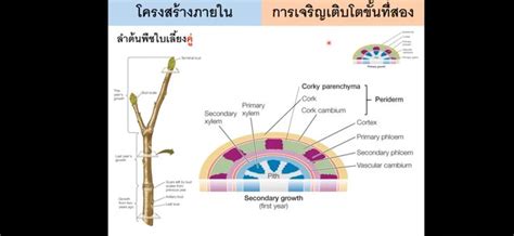 Tree Structure Diagram With Labels